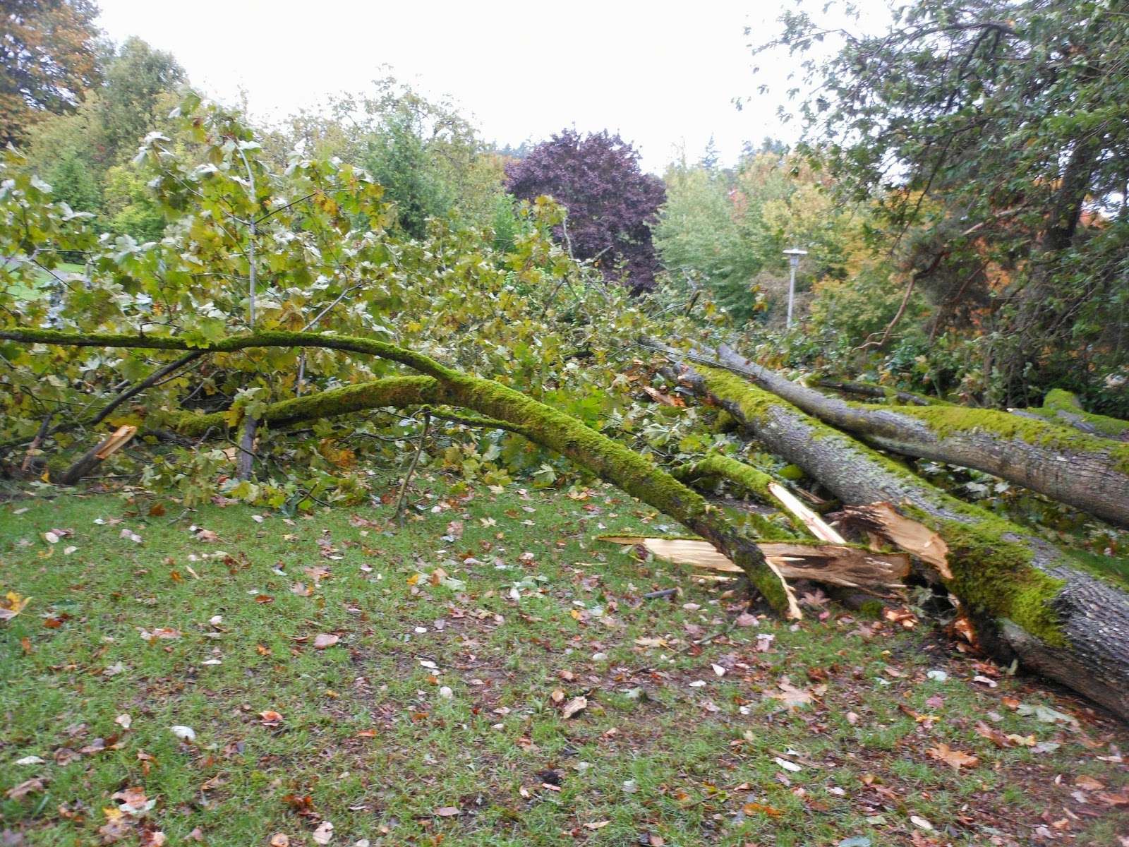 Laurelhurst Blog: Windy Weather Knocks Down Enormous Limbs From Huge ...